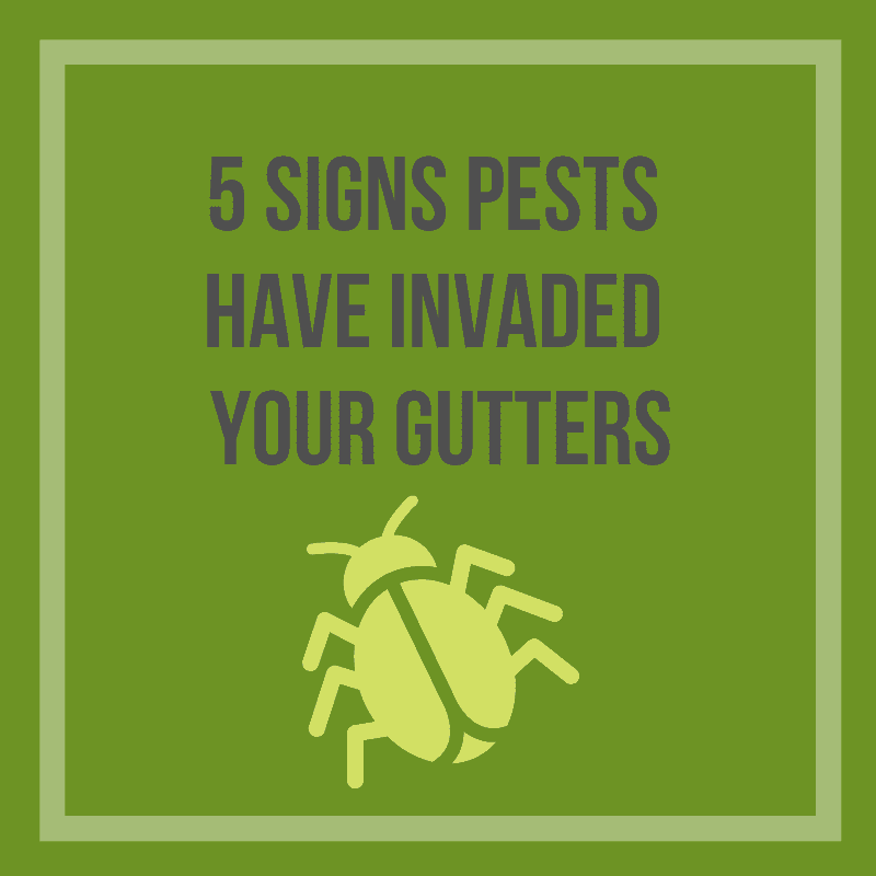 5 Signs That Pests Have Invaded Your Gutters | Cincy Gutter Boys